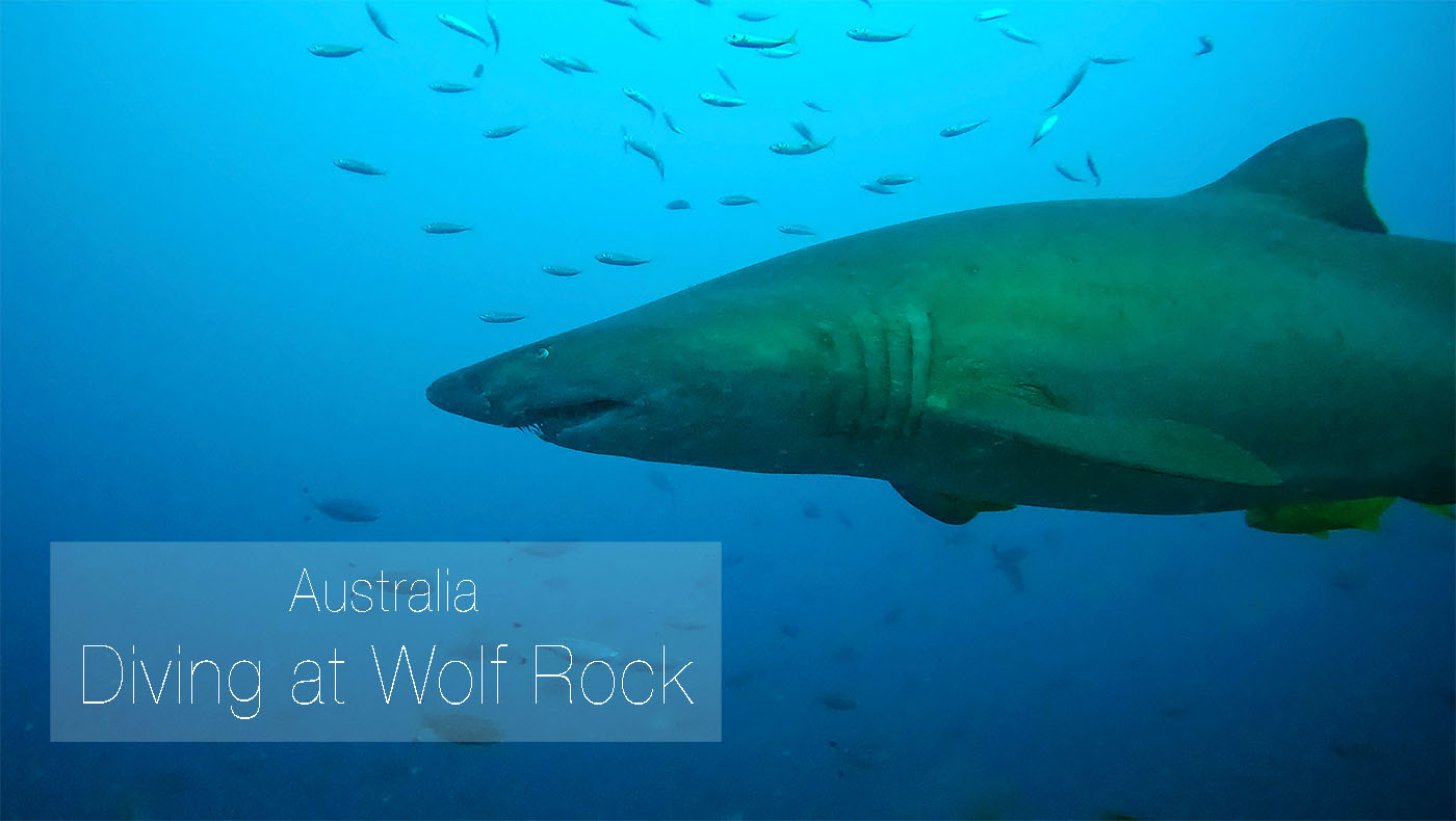 Diving at Wolf Rock (10) - Uwe Hasubek, Nature & Wildlife Photography